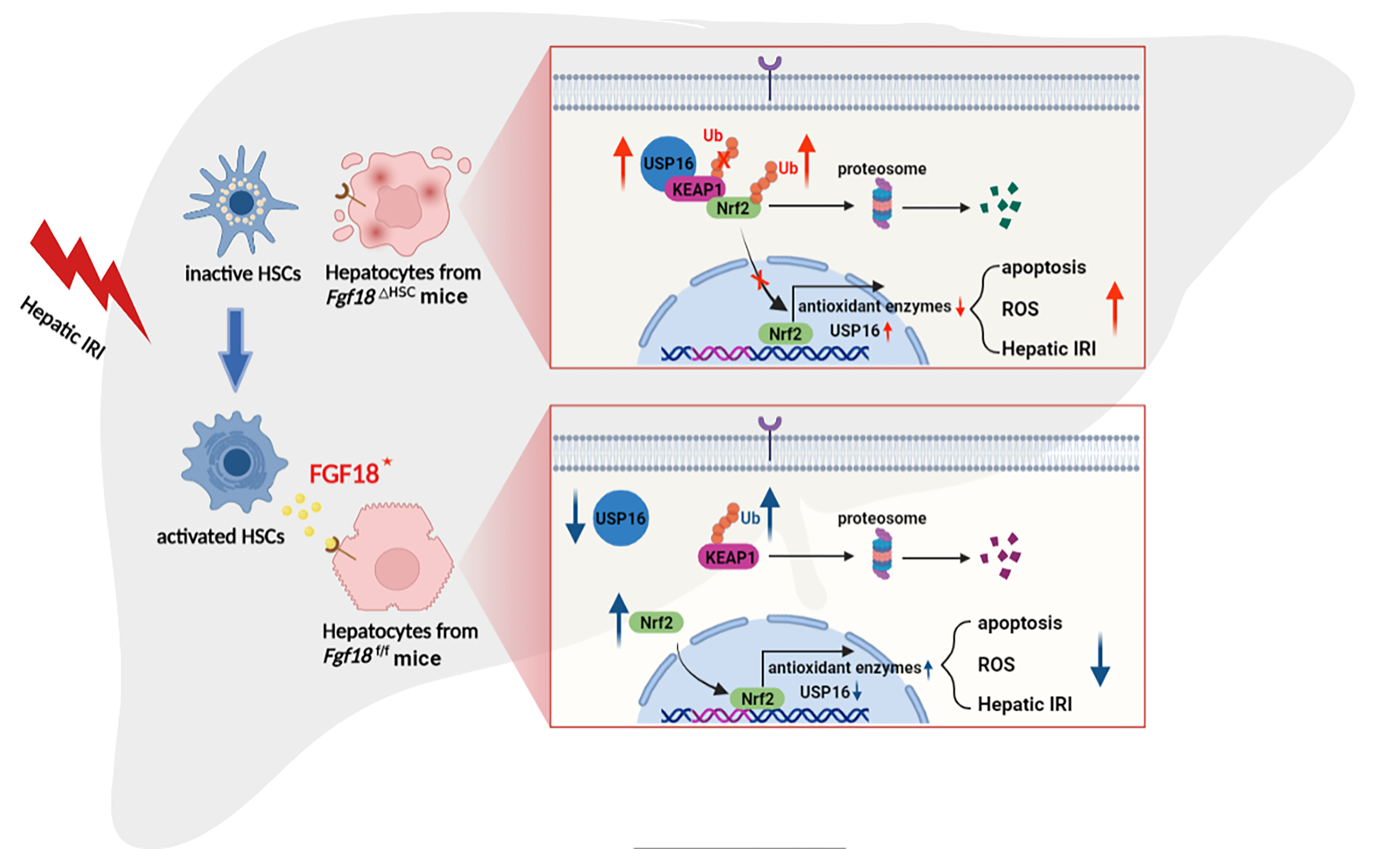 FGF18 alleviates hepatic ischemia-reperfusion injury via the USP16 ...