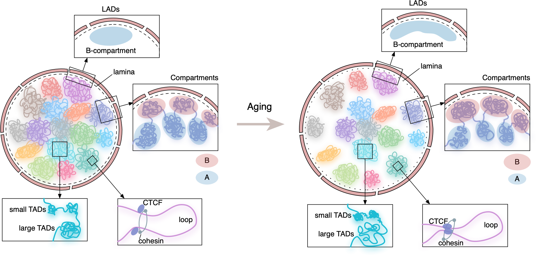 Nuclear expansion drives chromatin structure remodeling in aging ...