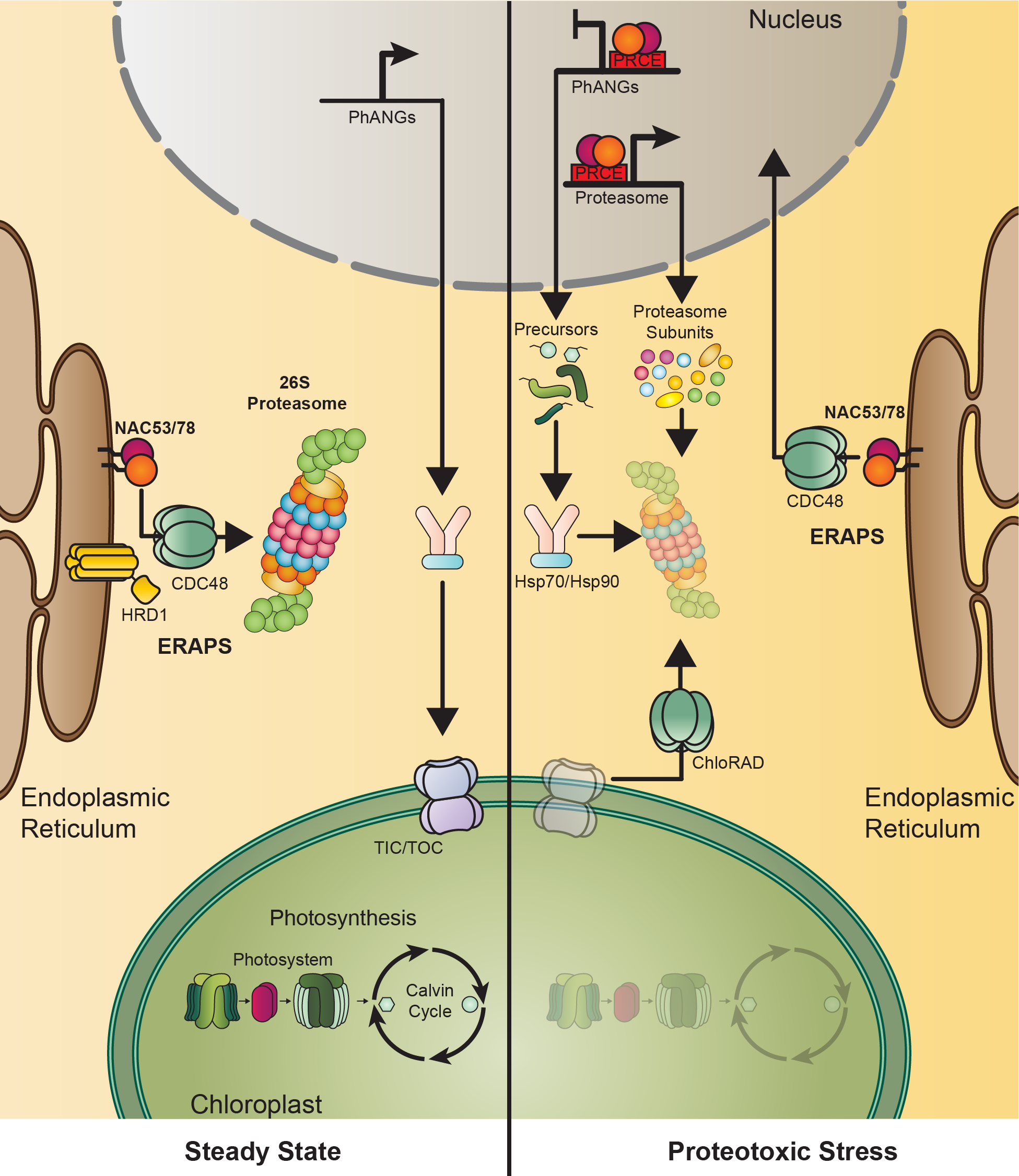 ER-anchored protein sorting controls the fate of two proteasome ...