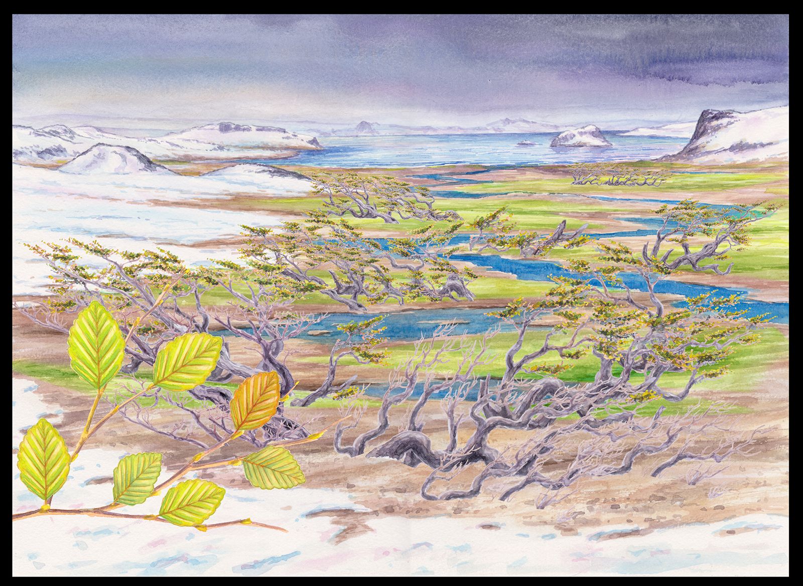 Neogene plant macrofossils from West Antarctica reveal persistence of ...