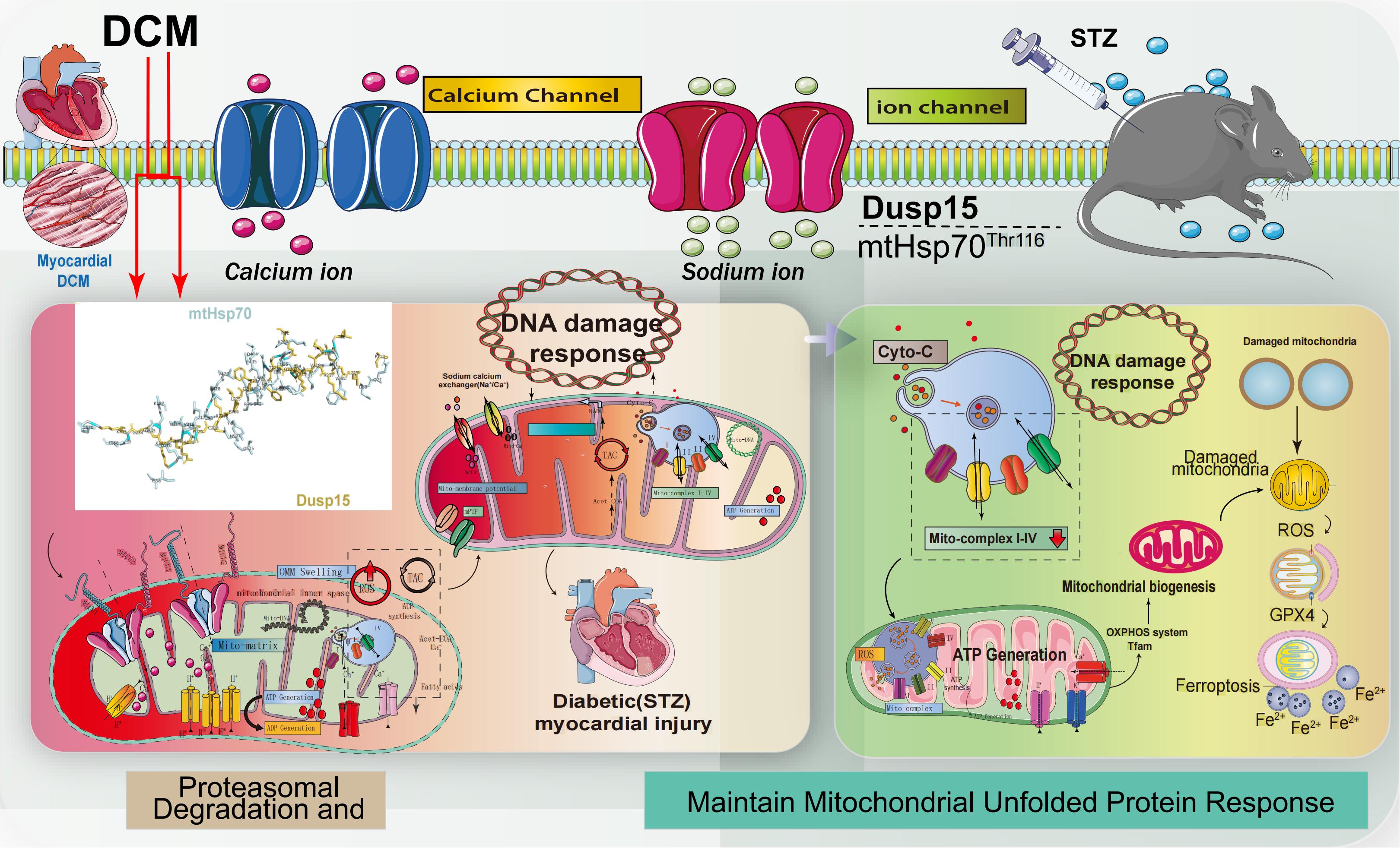 Dusp15 Dephosphorylates mtHsp70 at Thr116 to Prevent Its Proteasomal ...